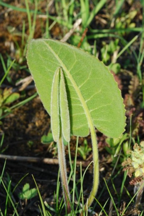 Ontario Native Prairie Dock, Silphium terebinthinaceum, seeds – Howling ...