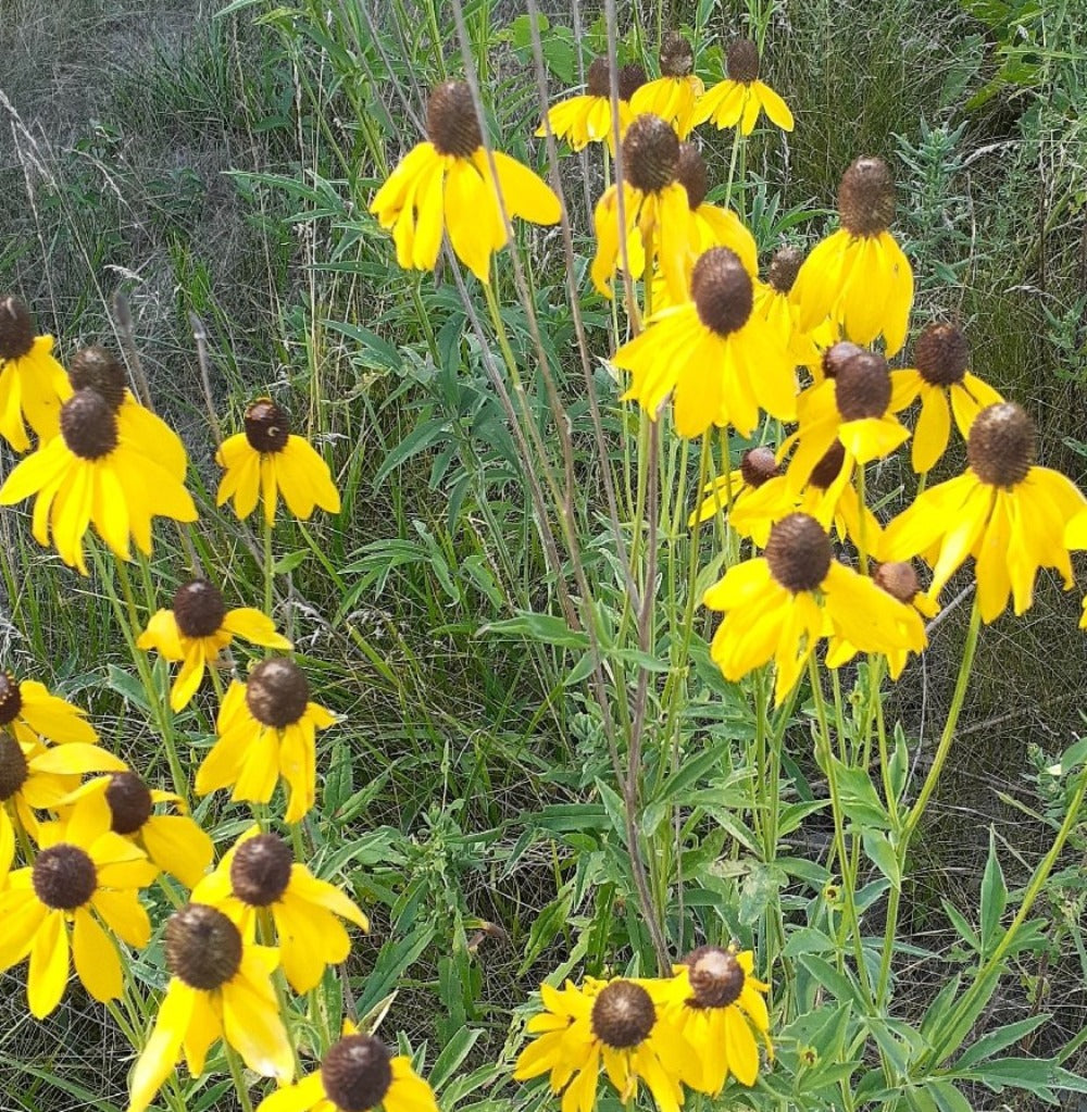 Ontario Native Grey-headed Coneflower seeds – Howling Hound Farms