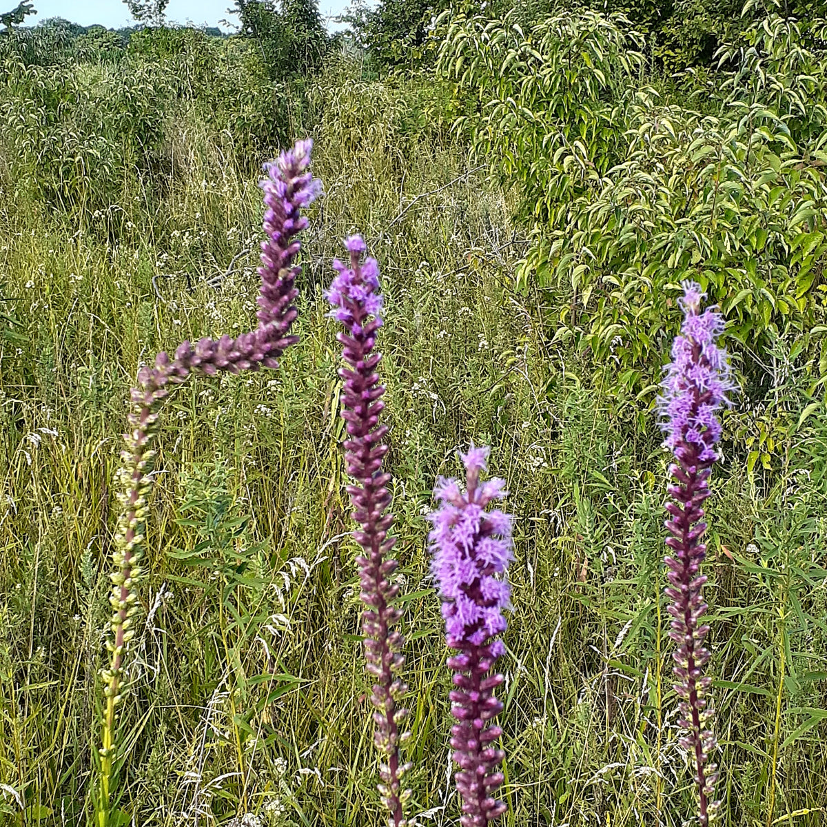 Ontario Native Liatris or Dense Blazing Star seeds – Howling Hound Farms