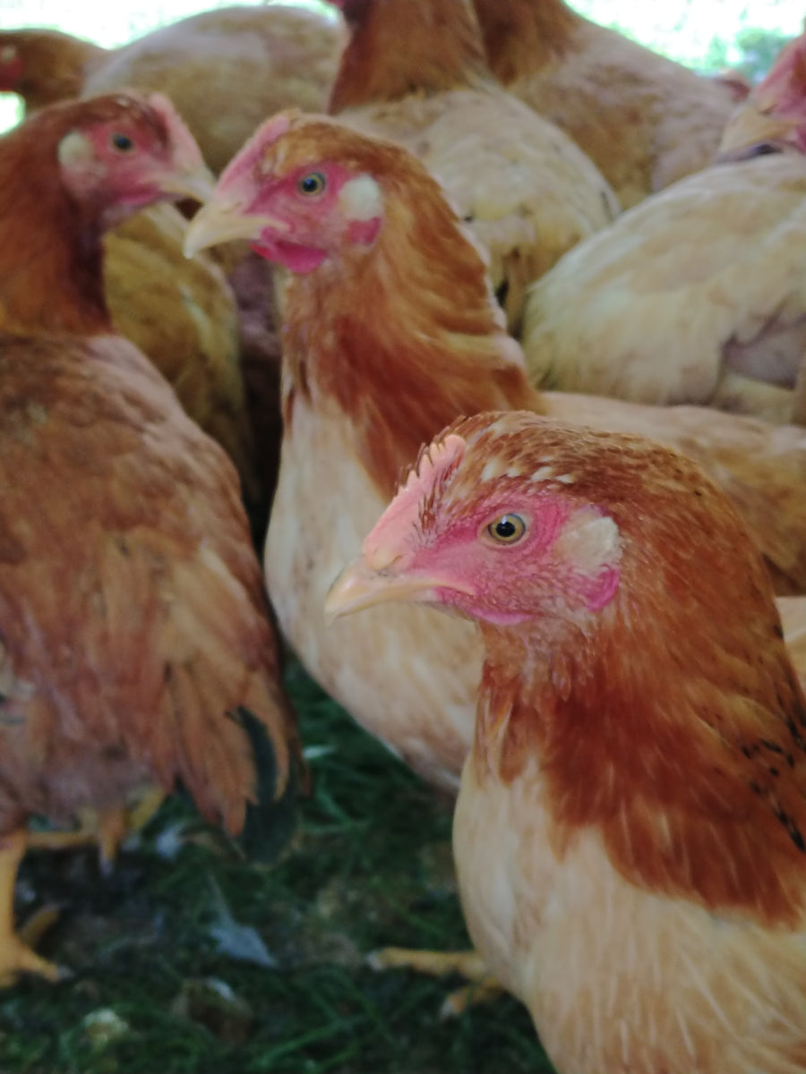 Pasture-finished meat chickens (whole frozen) – Howling Hound Farms